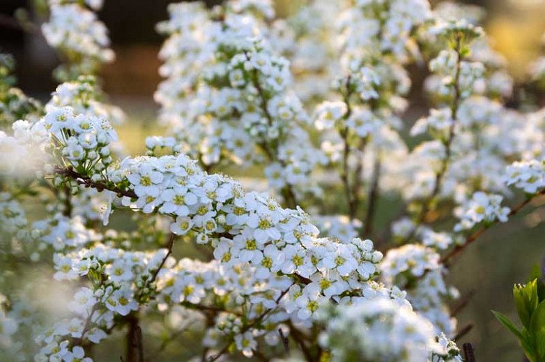 Спірея сіра Grefsheim