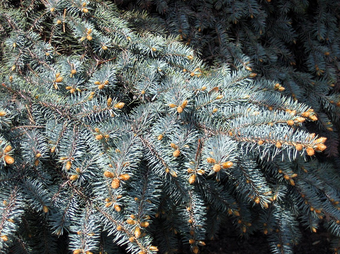 Ялина голуба колюча Majestic Blue - Botaniq Garden