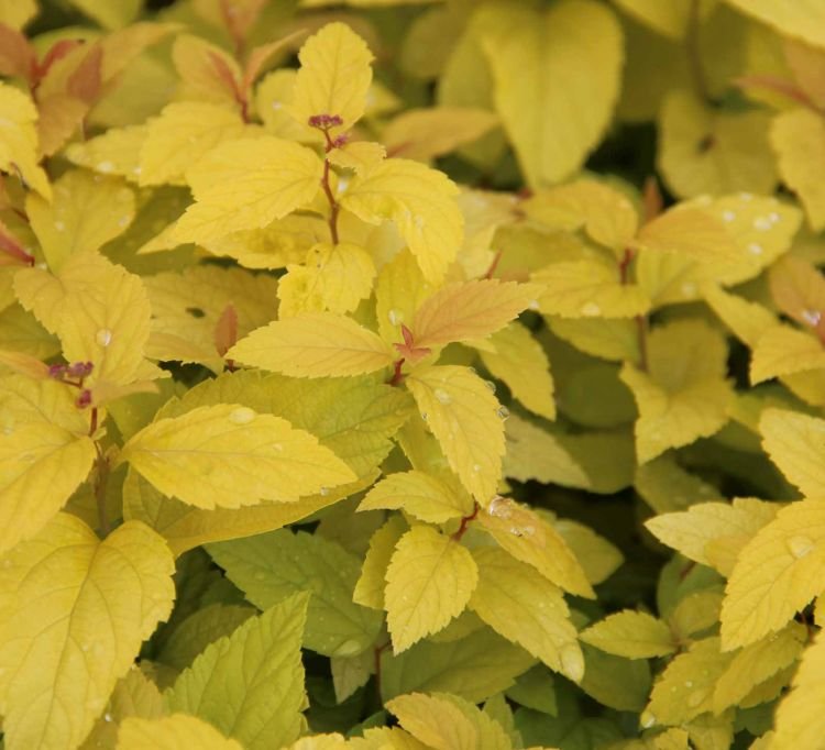 Спірея японська Candlelight