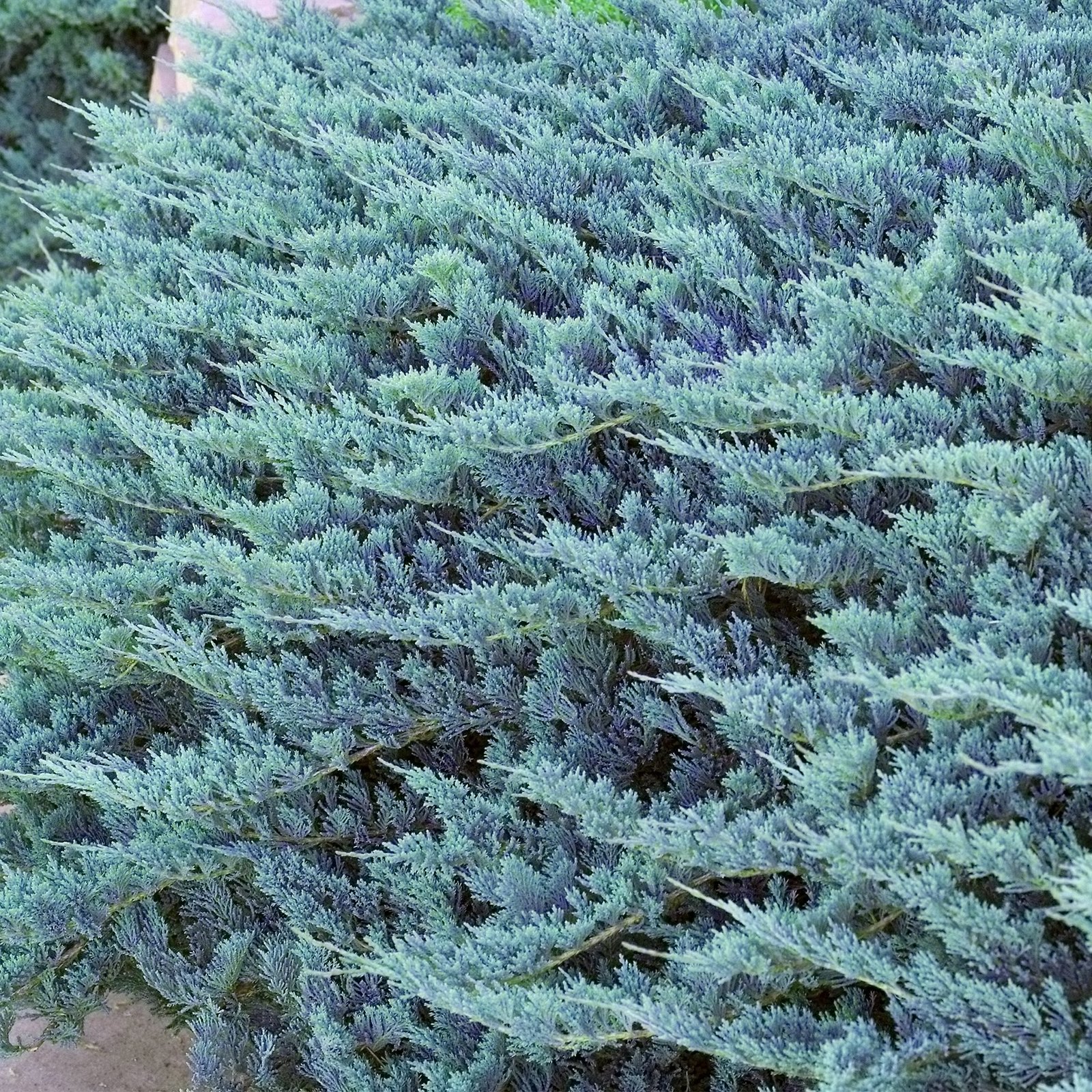 Ялівець горизонтальний Blue Chip - Botaniq Garden