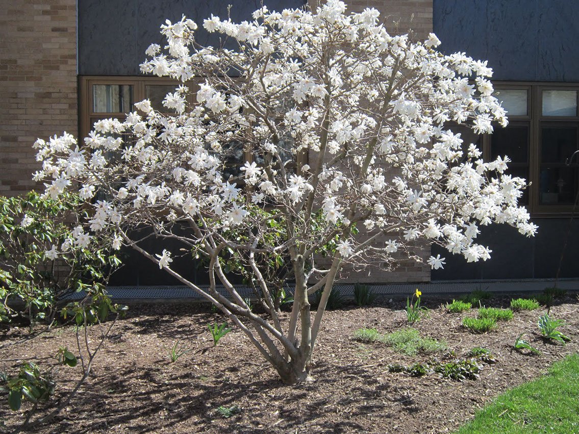 Магнолія зірчаста
