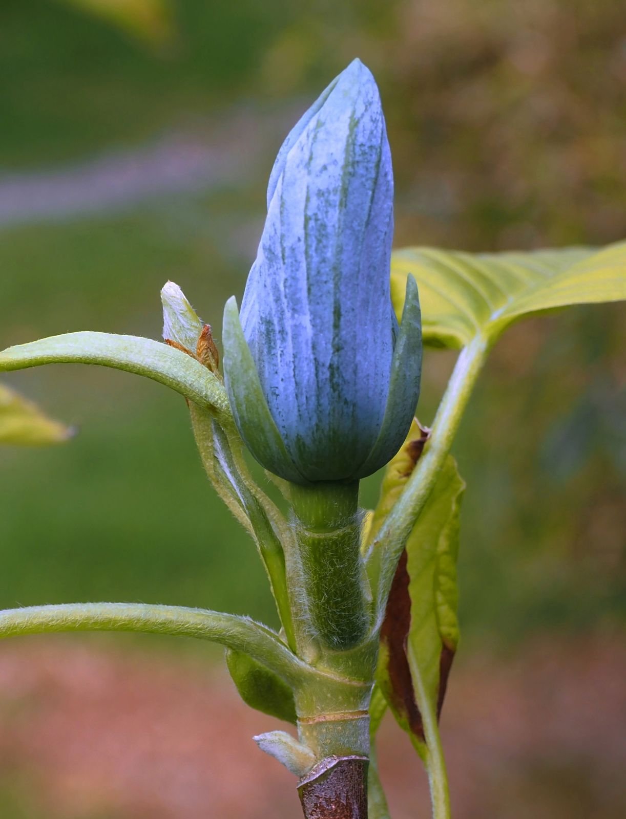Магнолія загострена Blue Opal - Botaniq Garden